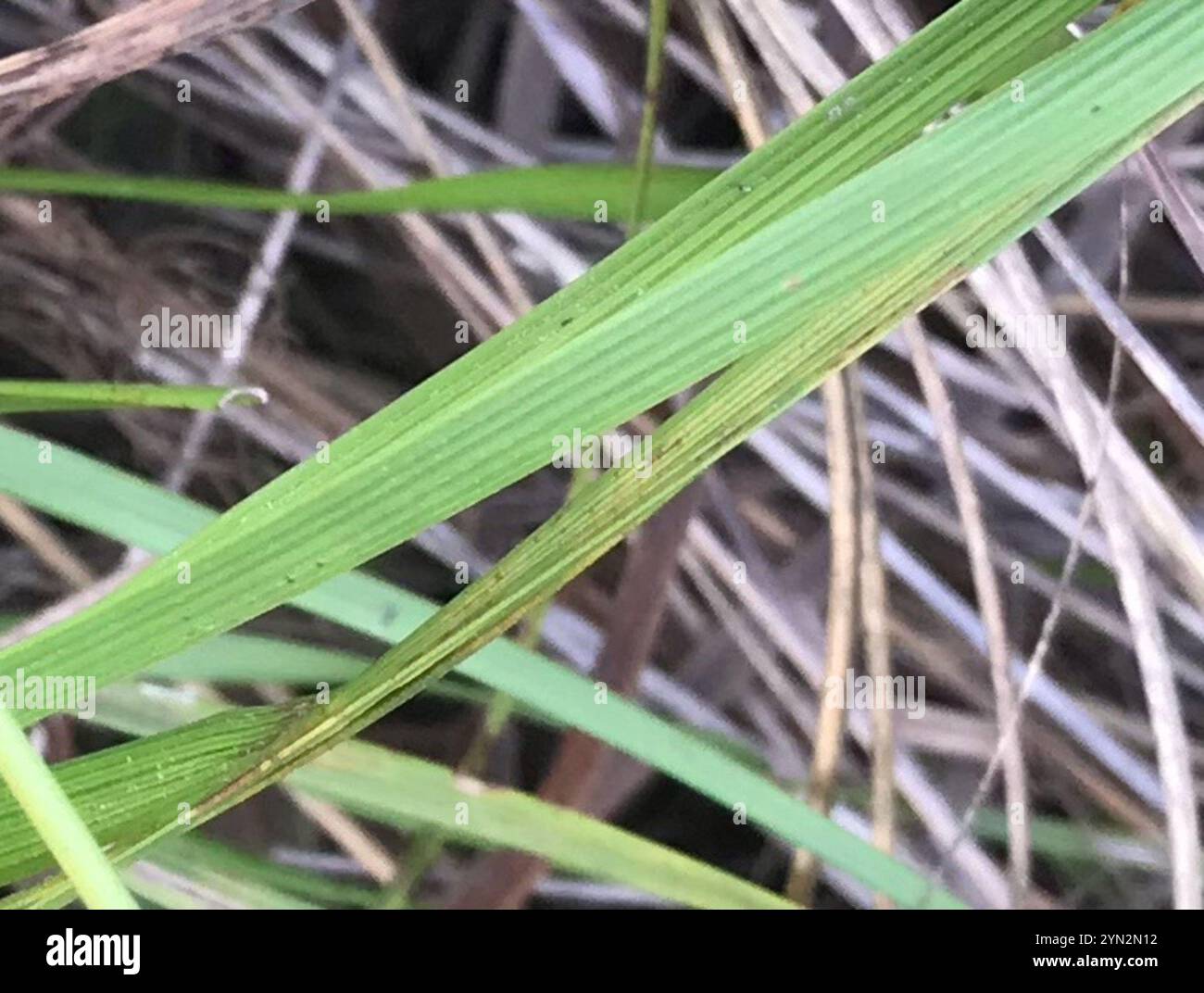 Rough Plampers (Corymbium africanum Stock Photo - Alamy