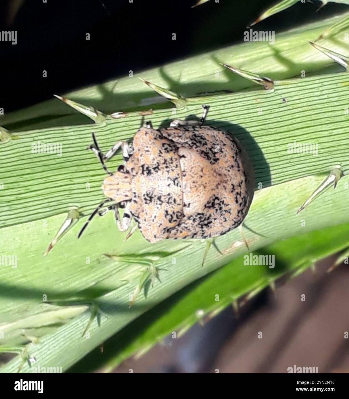 Stink Bugs, Shield Bugs, and Allies (Pentatomoidea Stock Photo - Alamy