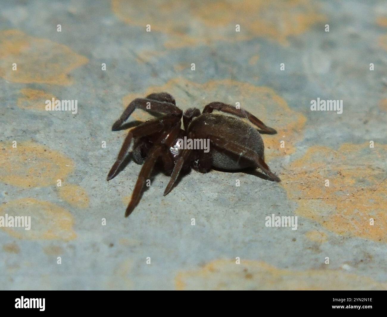 Rock Weavers (Titanoecidae Stock Photo - Alamy