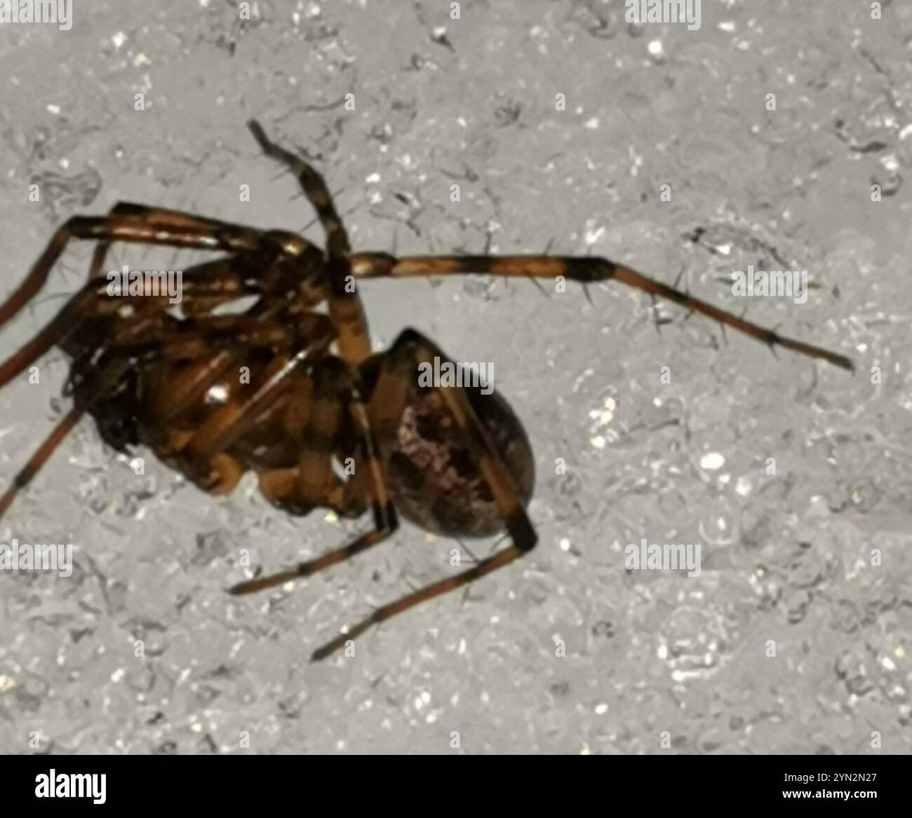 Horse-Head Spider (Stemonyphantes lineatus Stock Photo - Alamy