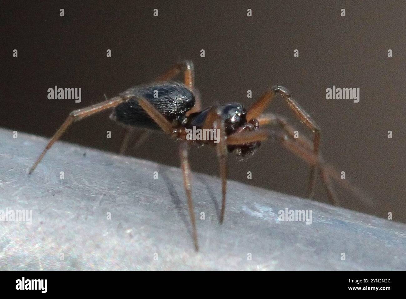 Sheetweb and Dwarf Weavers (Linyphiidae Stock Photo - Alamy
