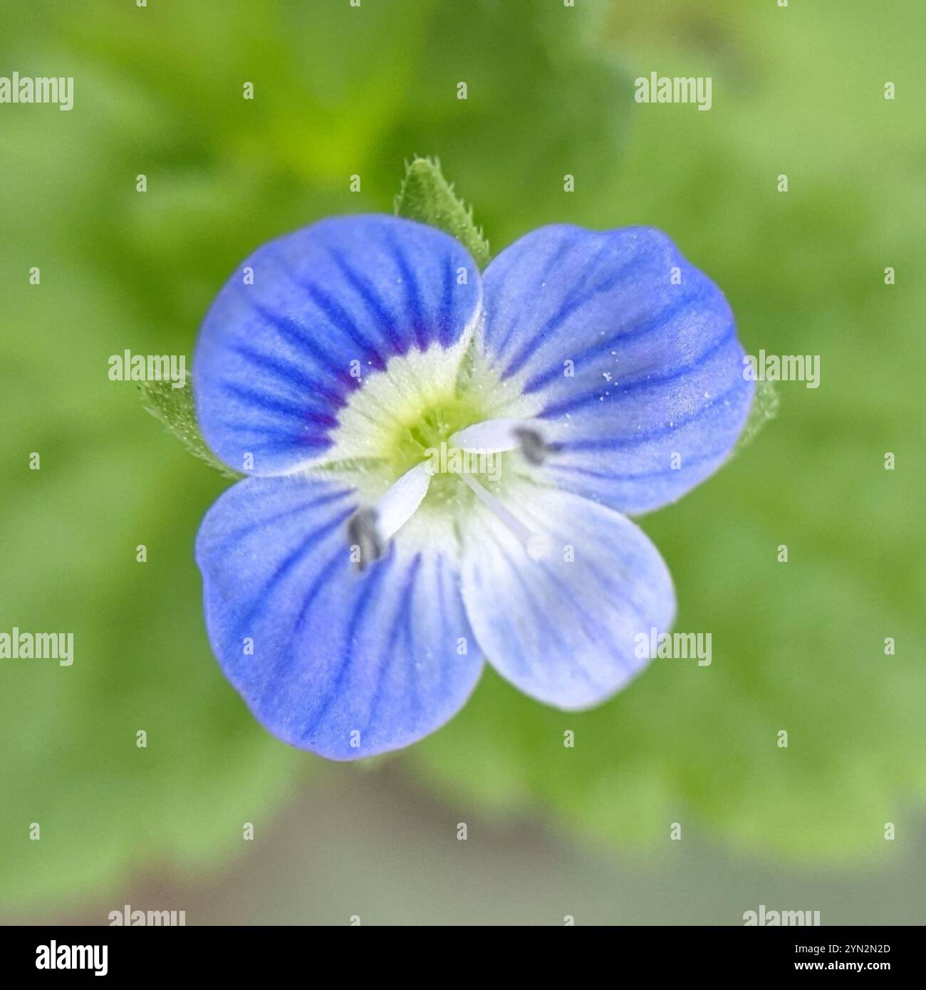 bird's-eye speedwell (Veronica persica Stock Photo - Alamy