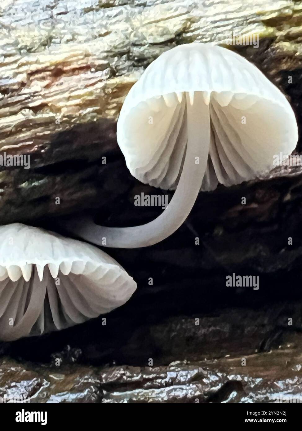 common bonnet (Mycena galericulata Stock Photo - Alamy