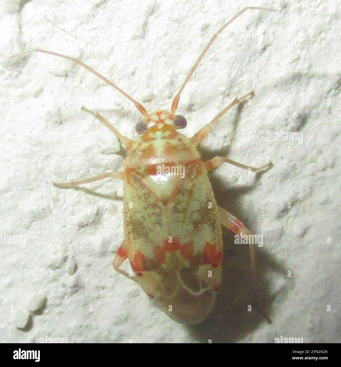 Plant Bugs (Miridae Stock Photo - Alamy