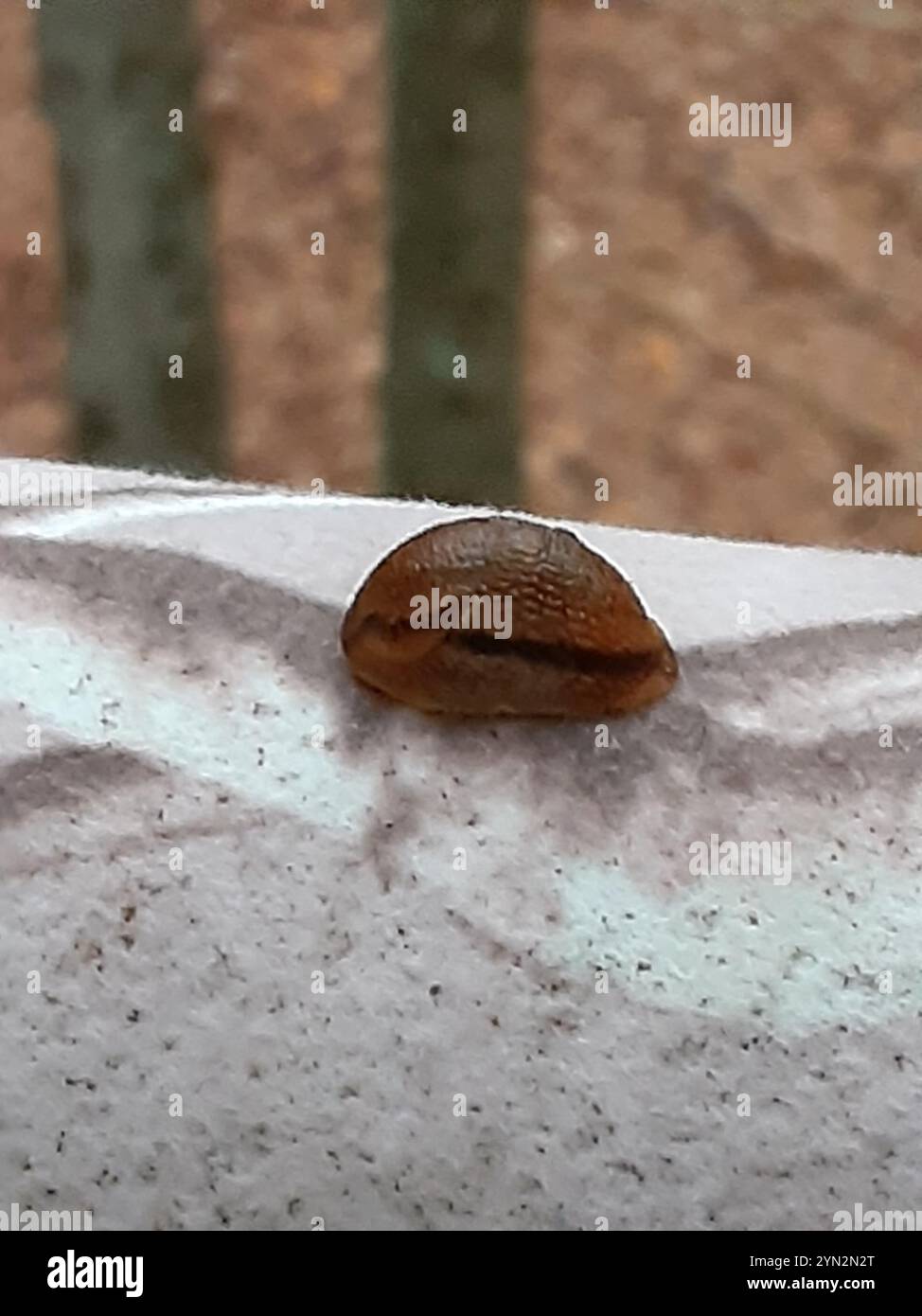 Western Dusky Slug (Arion subfuscus Stock Photo - Alamy