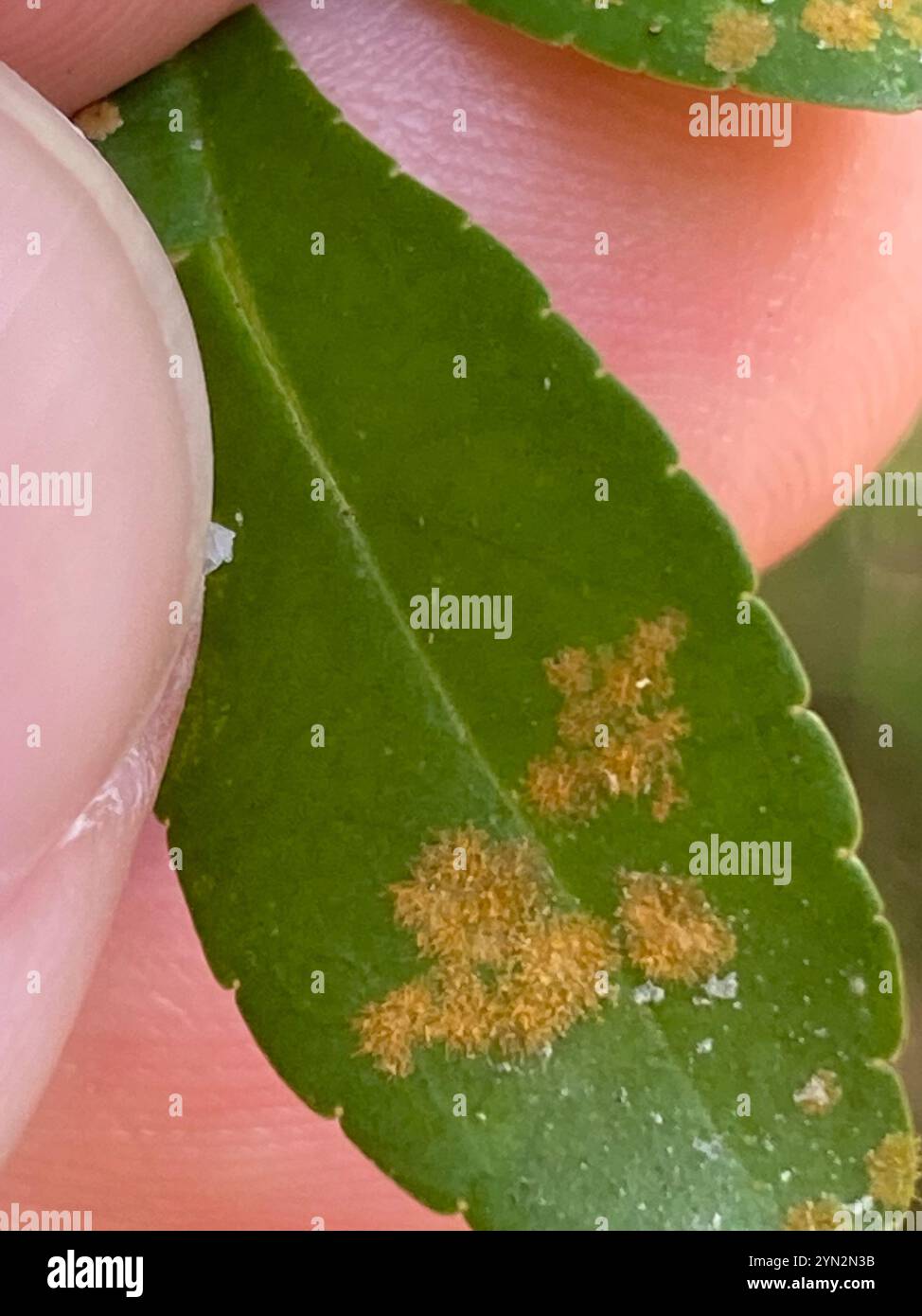 rust fungi (Pucciniales Stock Photo - Alamy