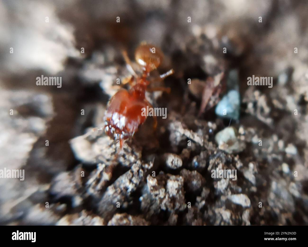 Pallid Big-headed Ant (Pheidole pallidula Stock Photo - Alamy