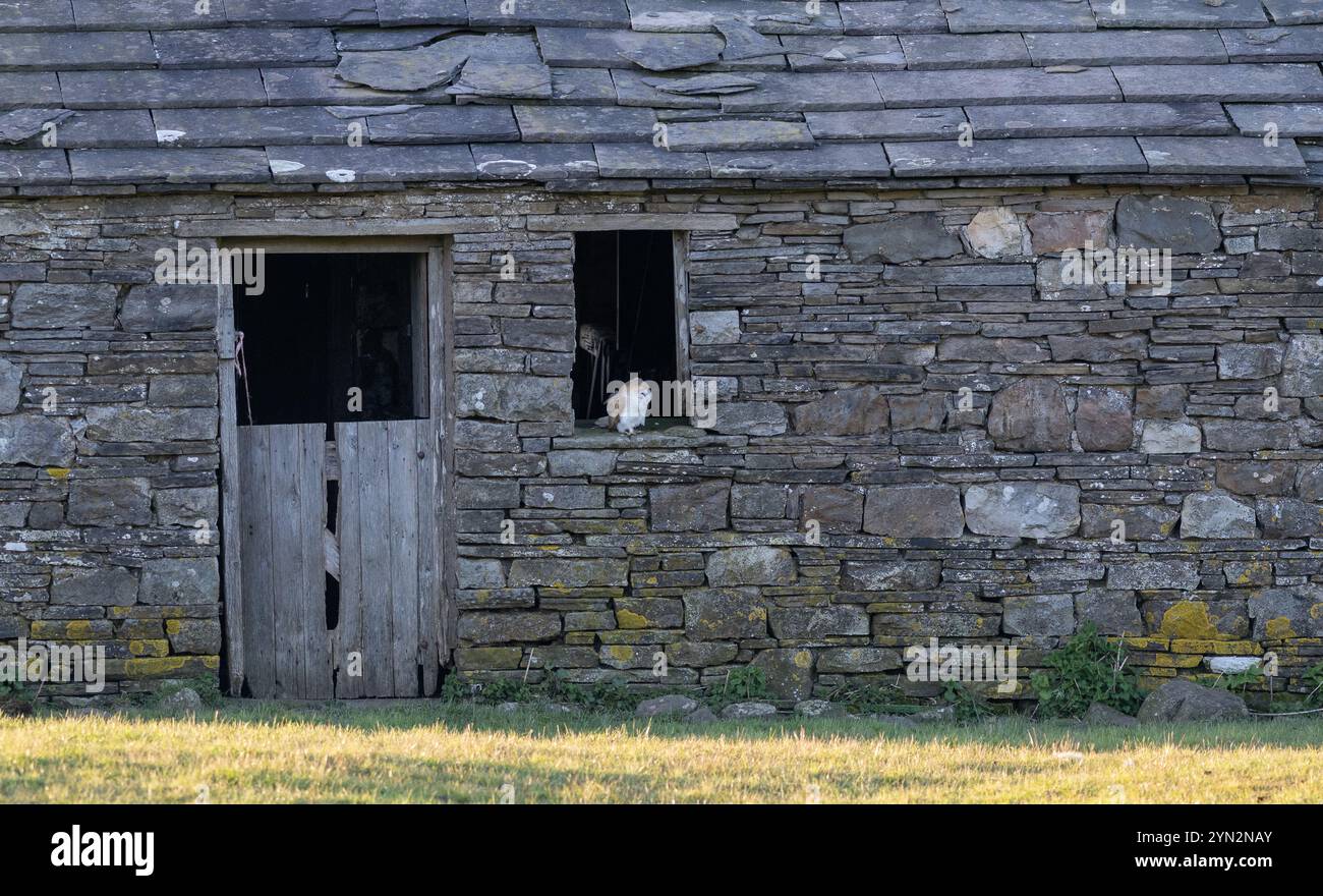 Derilict stone barn with a Barn Owl sitting in a window. Yorkshire ...