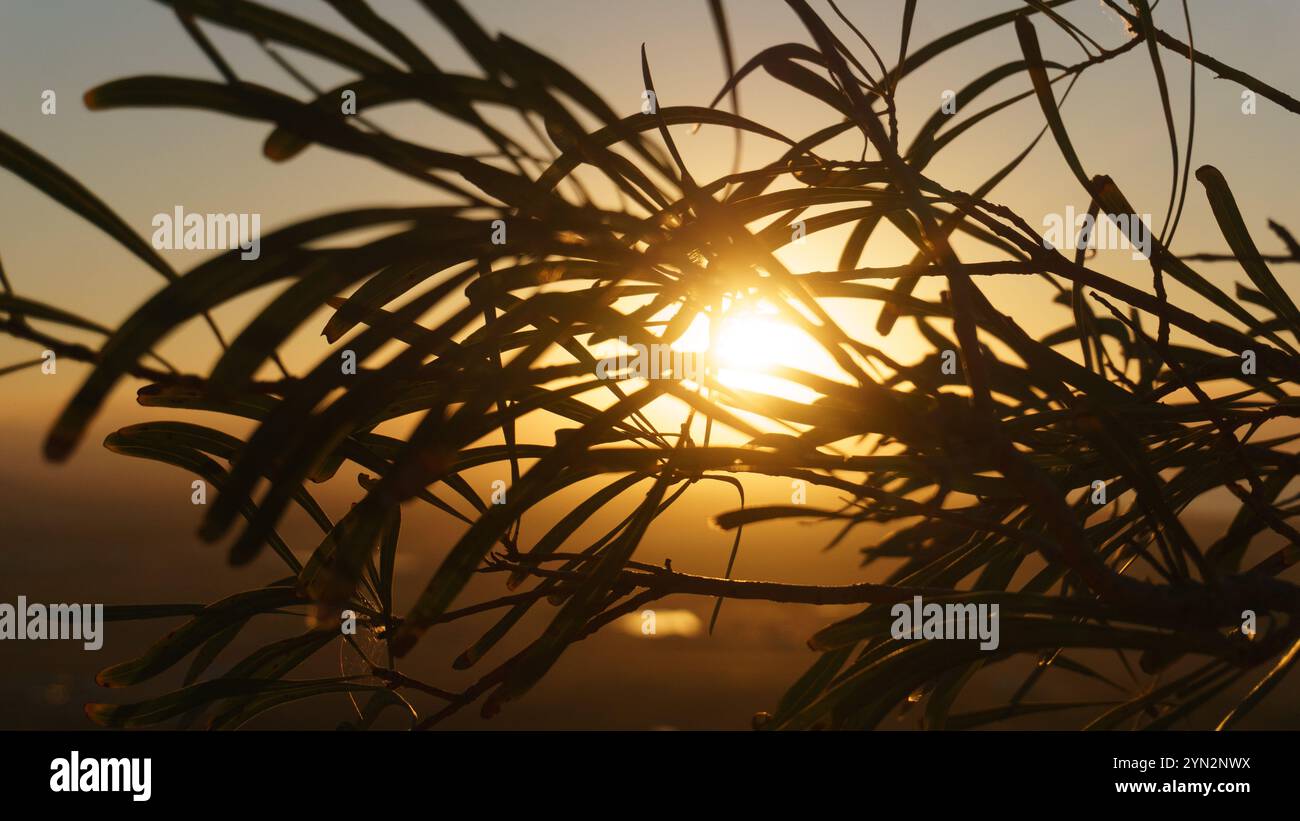 Plants in front of Golden Hour Sunset Stock Photo - Alamy