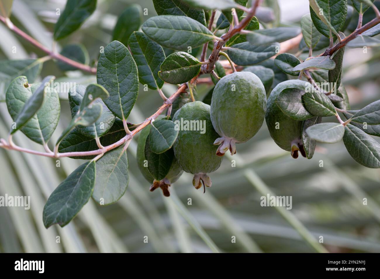 Ripe feijoa fruits on a tree (lat. Acca sellowiana). Fresh feijoa ...