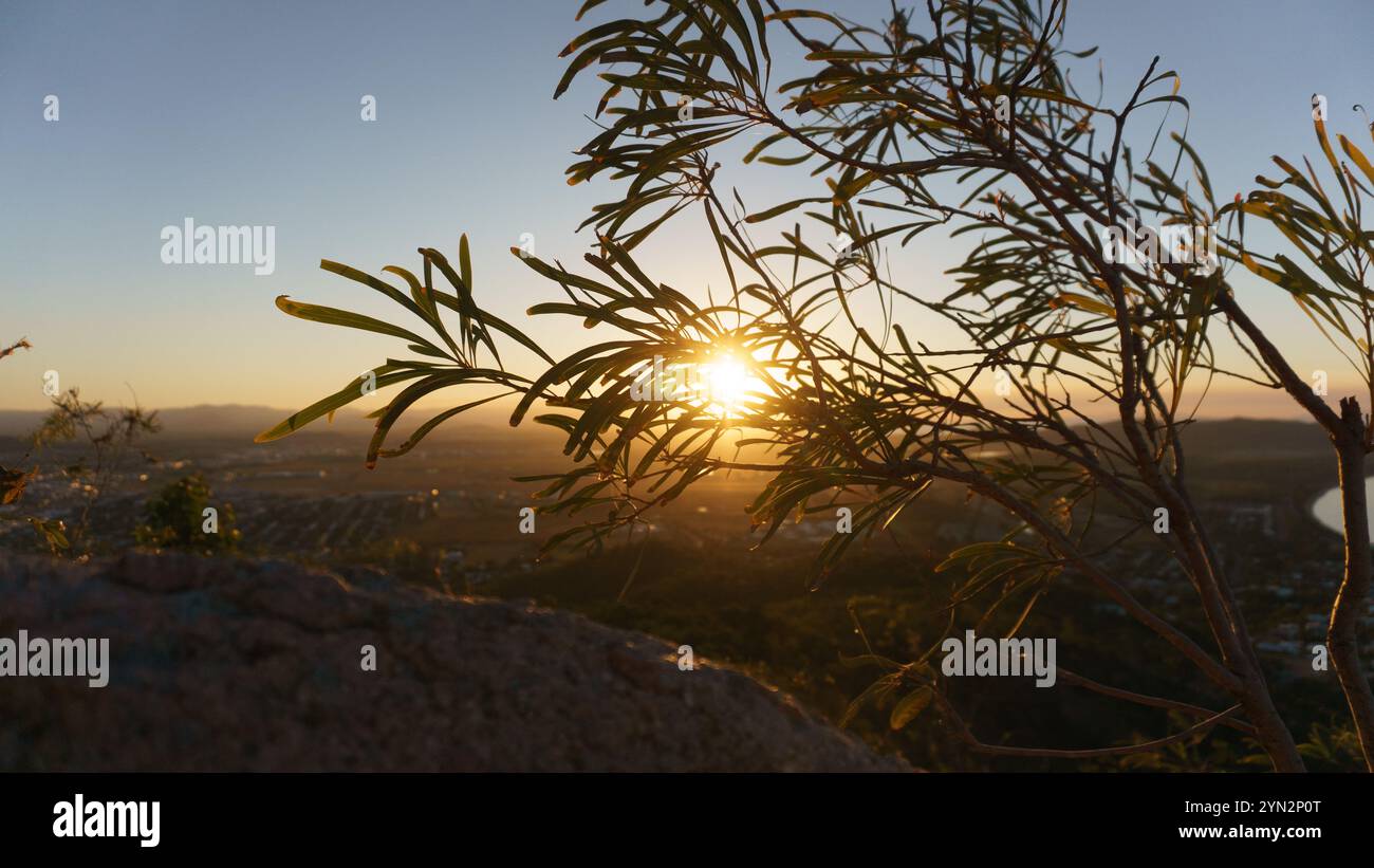 Sunset landscape plants golden hour hi-res stock photography and images ...