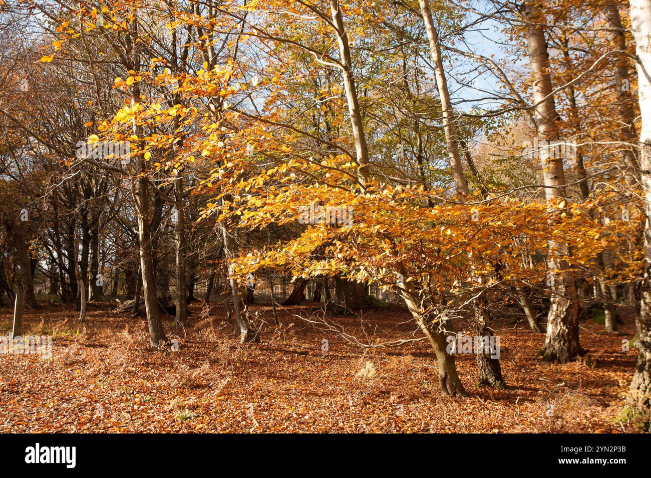 autumn golden leaves and trees Stock Photo - Alamy