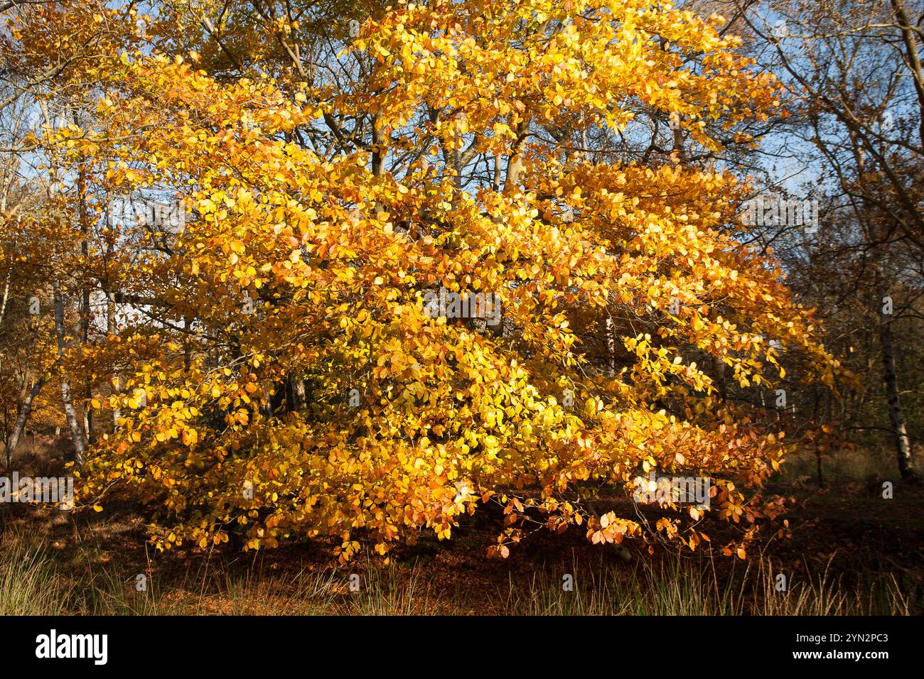 autumn golden leaves and trees Stock Photo - Alamy