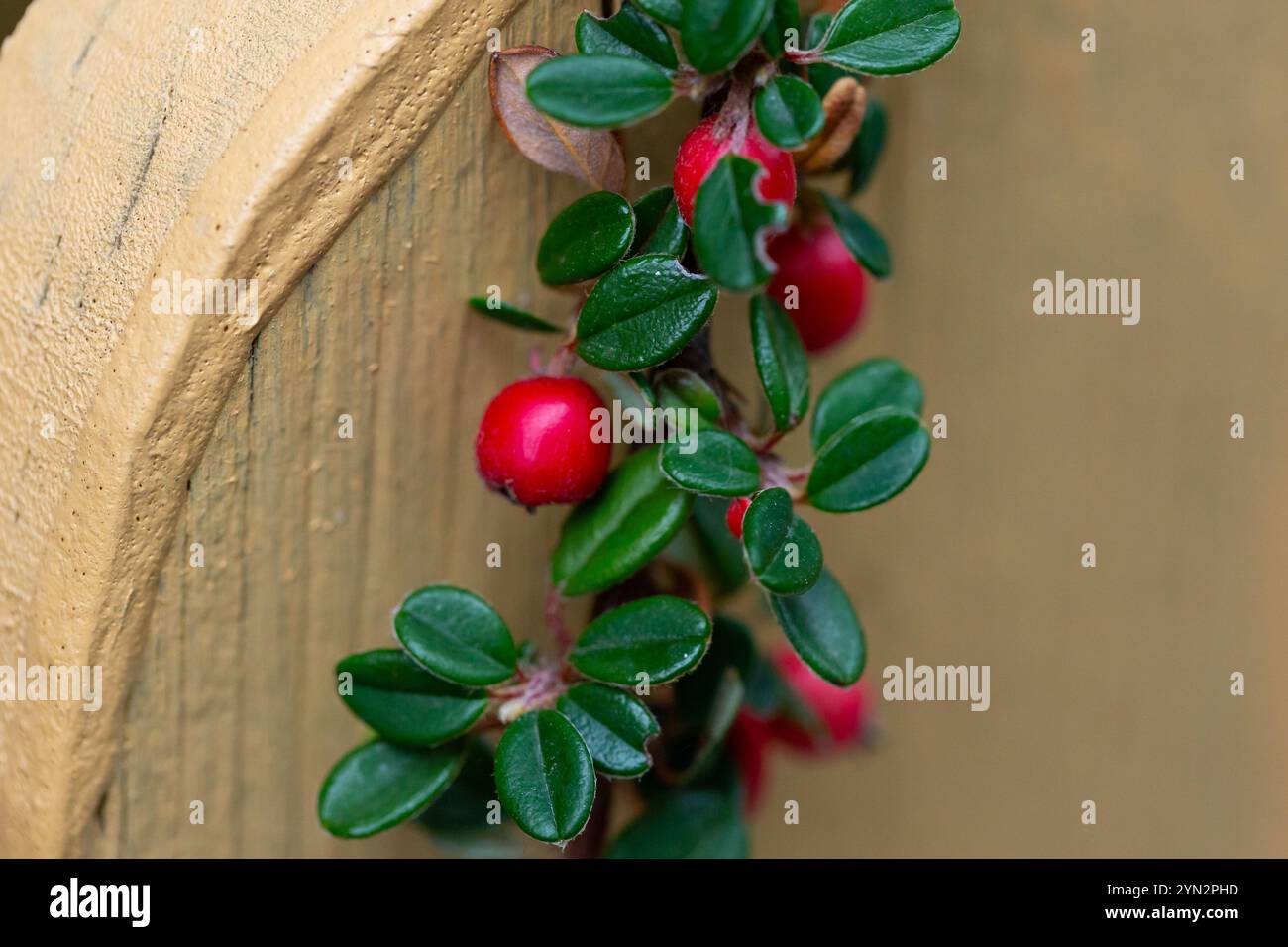 Cotoneaster horizontalis branch red hi-res stock photography and images ...