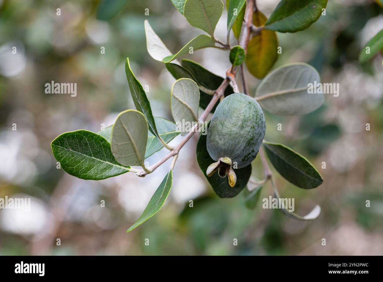 Ripe feijoa fruits on a tree (lat. Acca sellowiana). Fresh feijoa ...