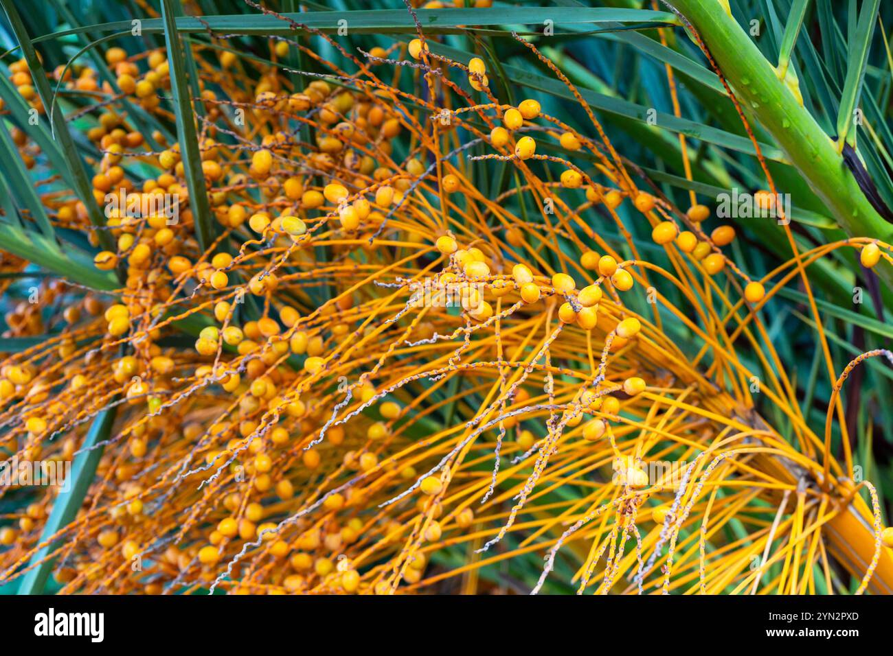 Golden yellow dates ripening on a date palm tree in afternoon light ...