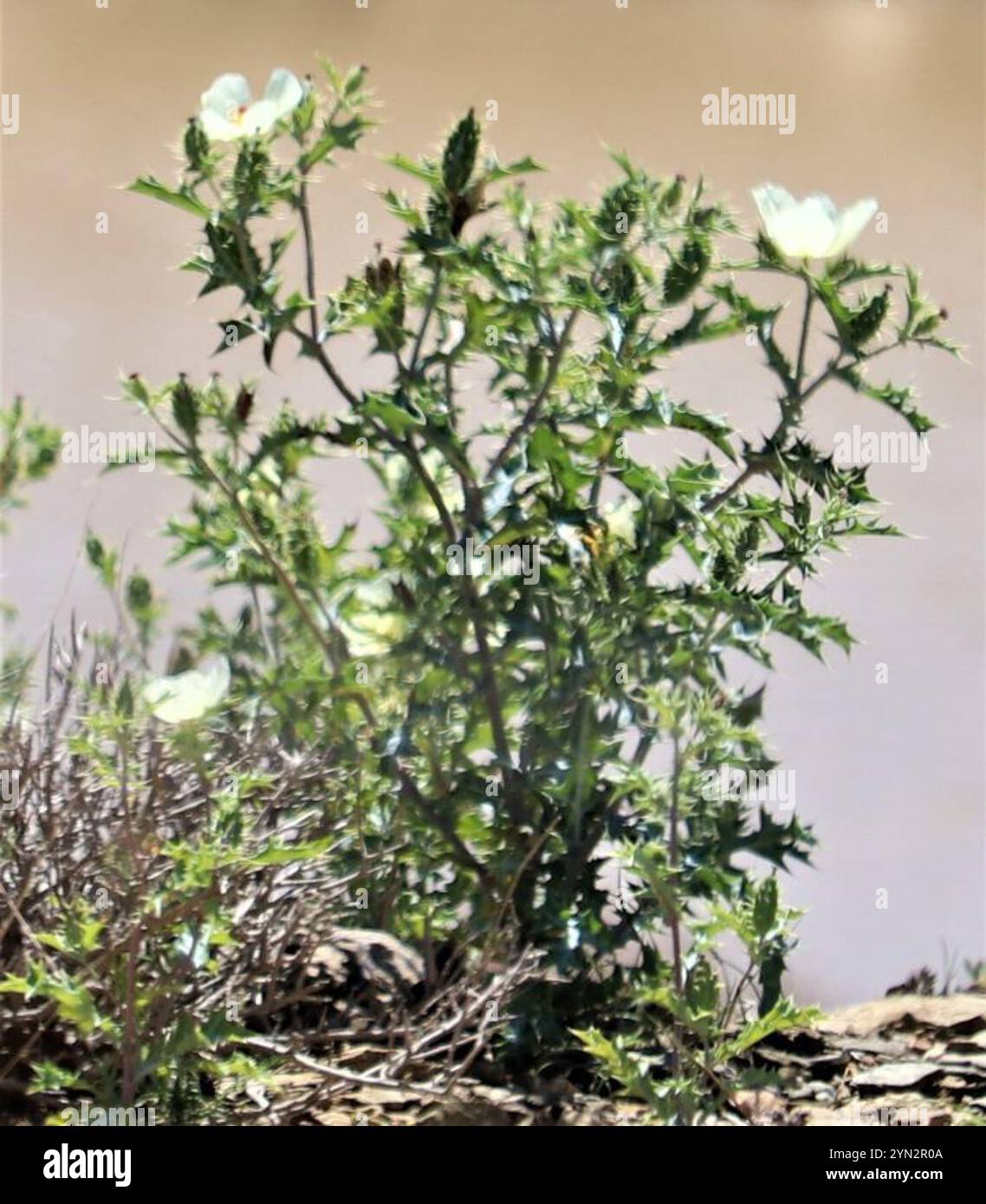 Mexican Poppy (Argemone ochroleuca Stock Photo - Alamy
