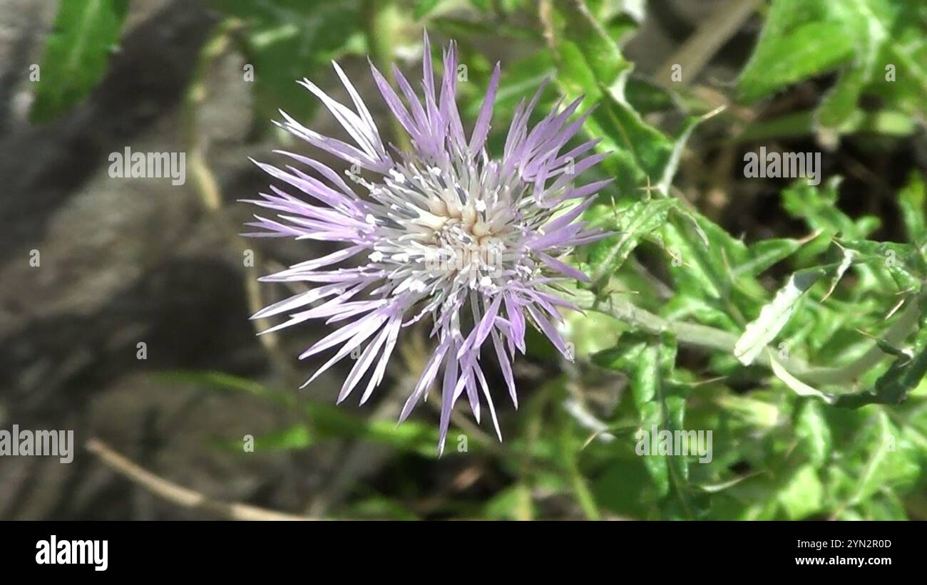 Boar Thistle (Galactites tomentosus Stock Photo - Alamy
