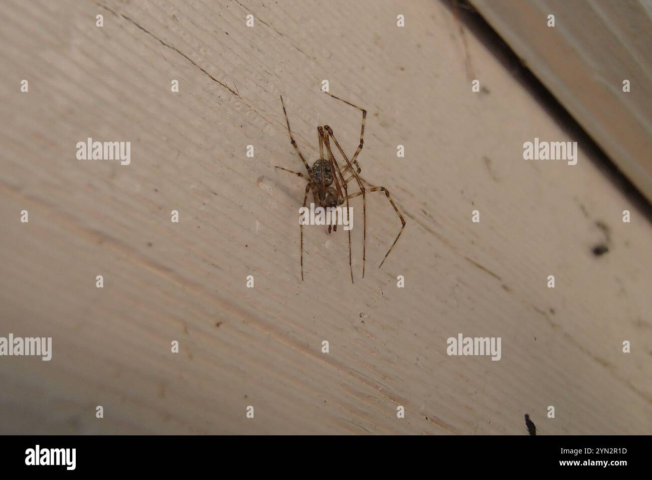 White porch spider (Cryptachaea gigantipes Stock Photo - Alamy
