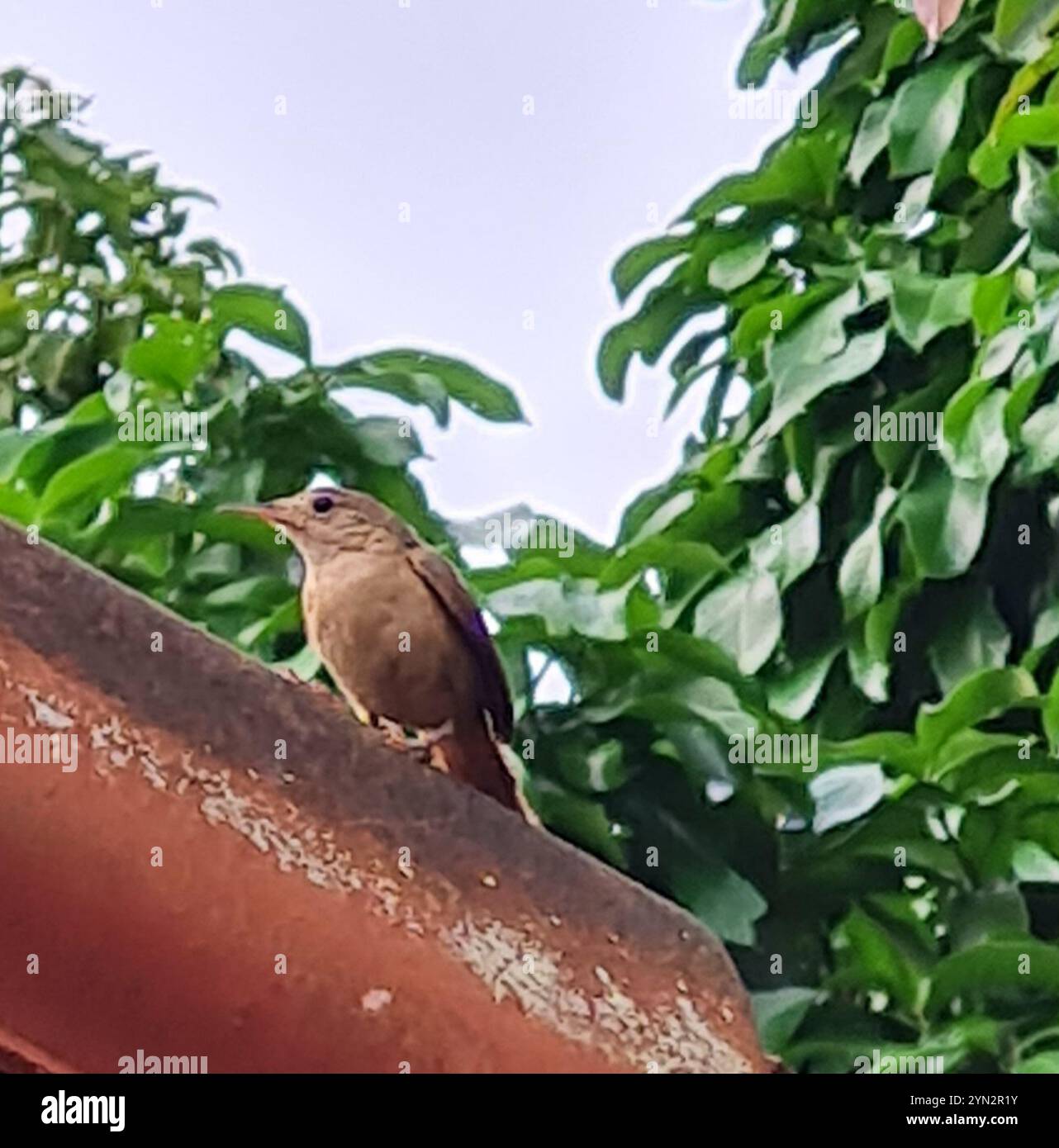 Southern House Wren (Troglodytes musculus Stock Photo - Alamy