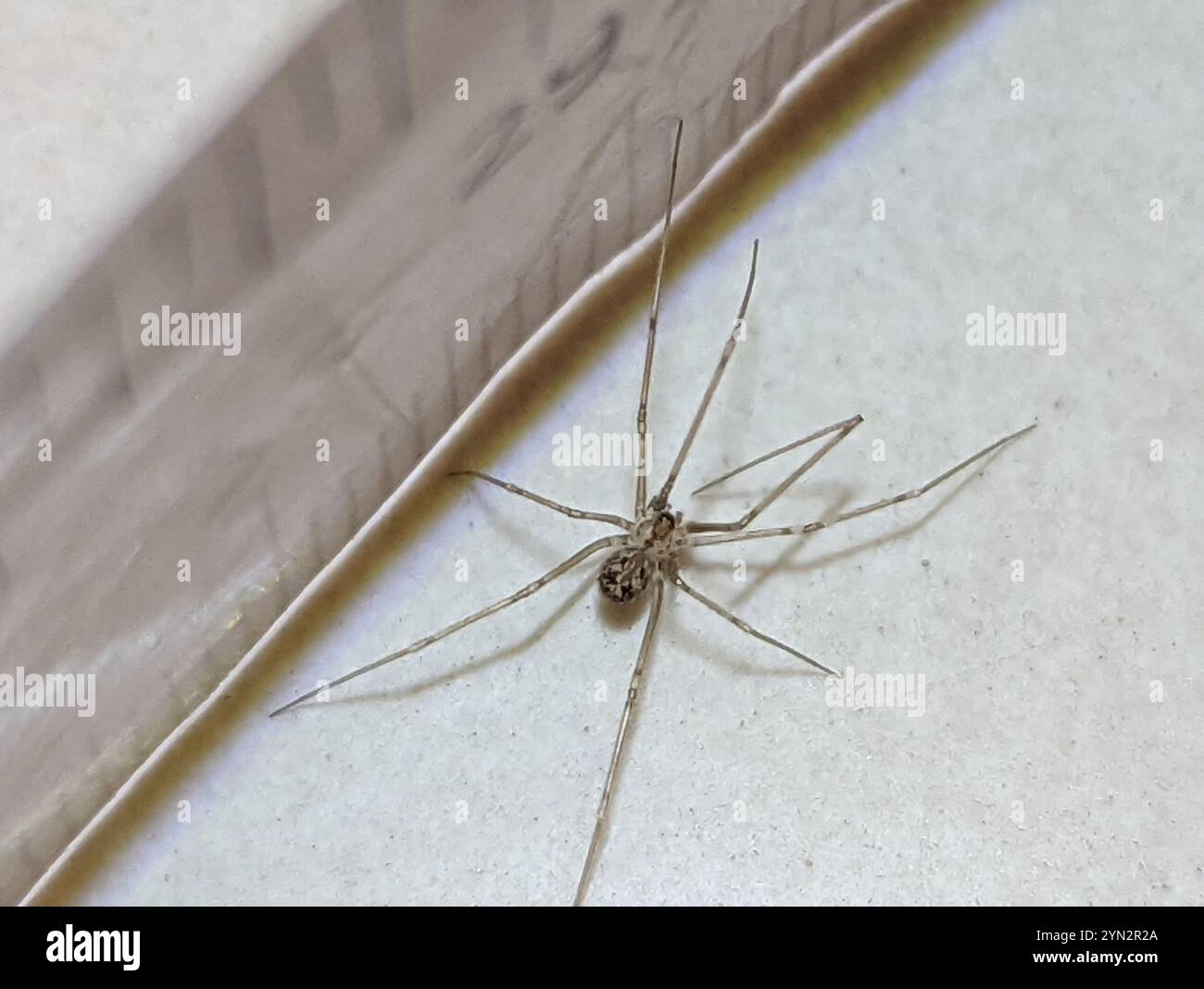 Short-bodied Cellar Spider (Physocyclus globosus Stock Photo - Alamy