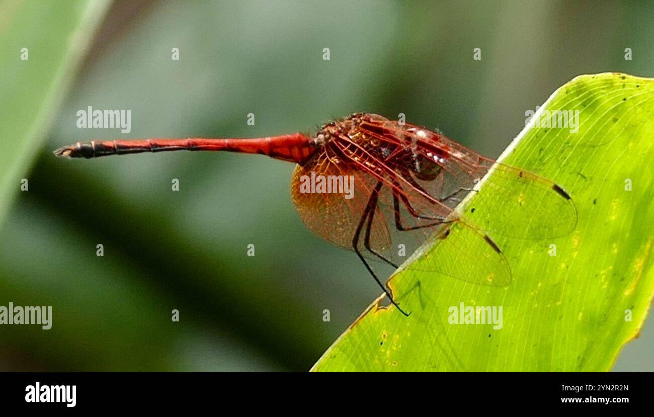 Red-veined Dropwing (Trithemis arteriosa Stock Photo - Alamy