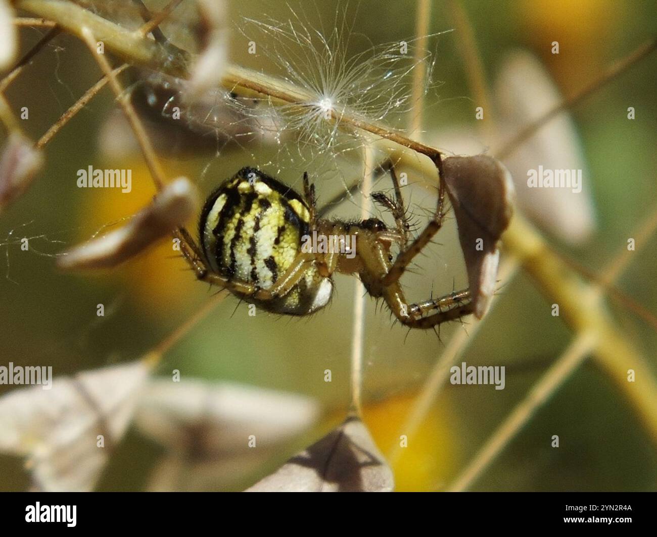 Mangora acalypha cricket bat hi-res stock photography and images - Alamy