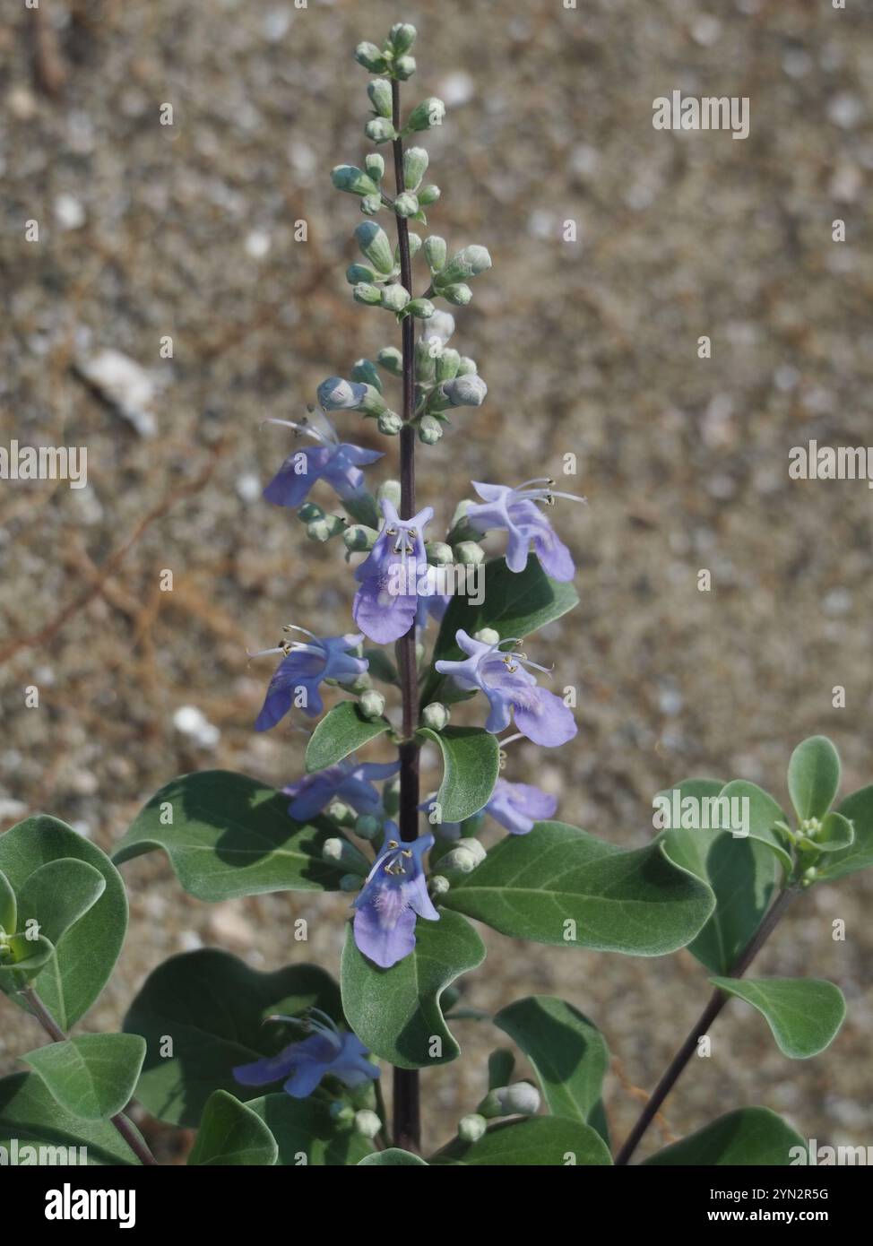 Beach Vitex (Vitex rotundifolia Stock Photo - Alamy