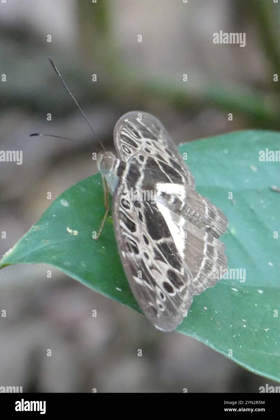 Evena hi-res stock photography and images - Alamy