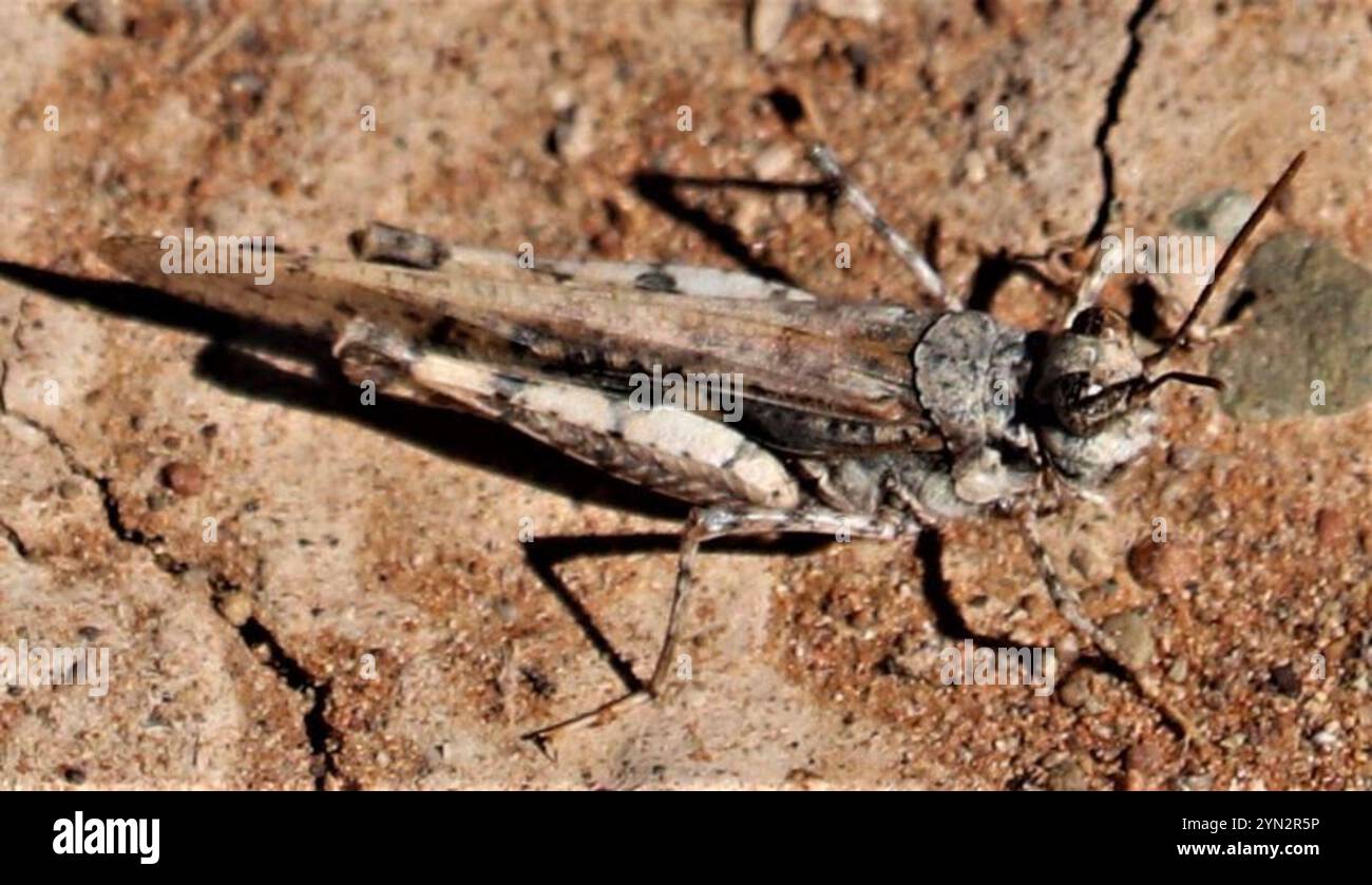Acrotylus hi-res stock photography and images - Alamy