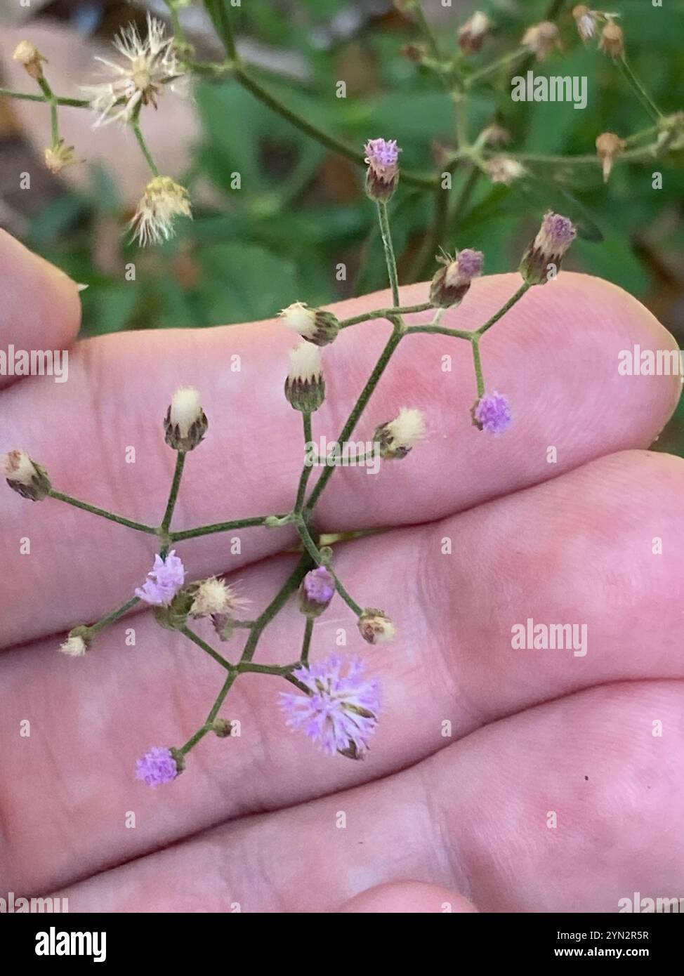 little ironweed (Cyanthillium cinereum Stock Photo - Alamy