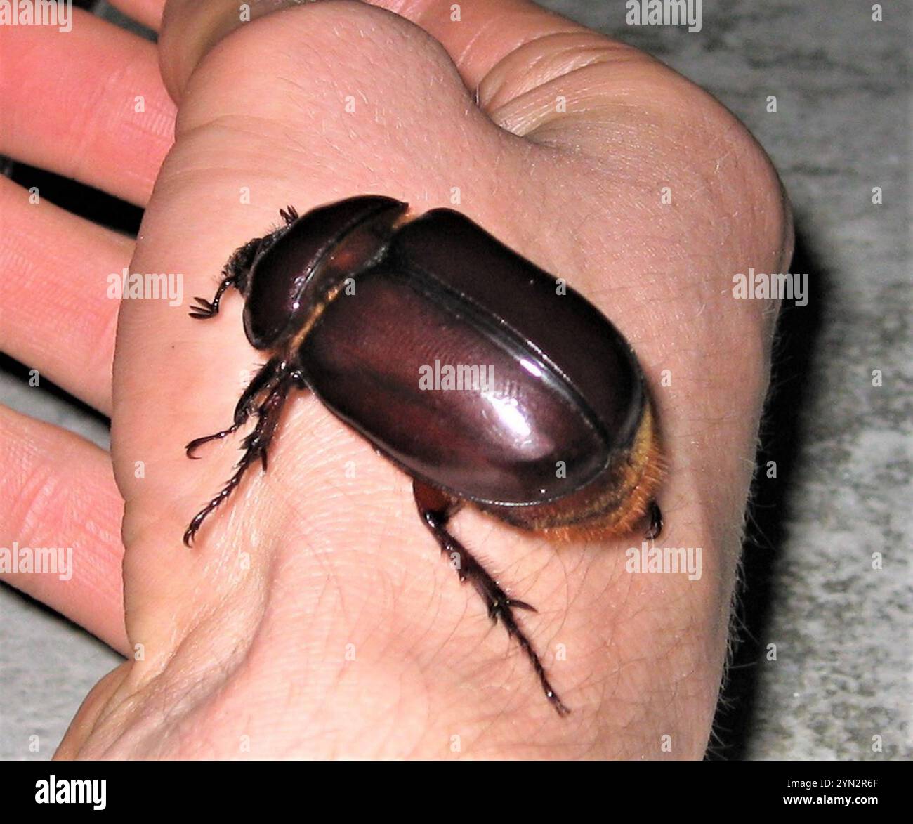 Ox Beetles (Strategus Stock Photo - Alamy