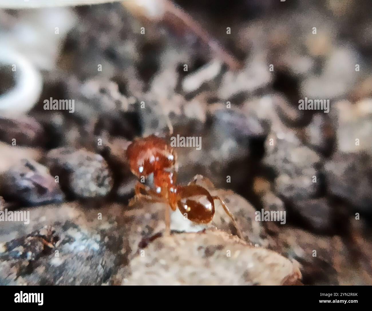 Pallid Big-headed Ant (Pheidole pallidula Stock Photo - Alamy