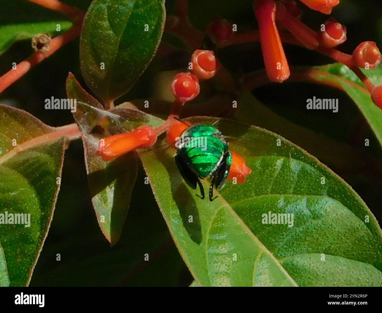 Dilemma Orchid Bee (Euglossa dilemma Stock Photo - Alamy