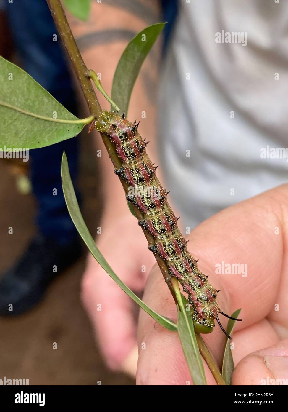 Pink striped oakworm hi-res stock photography and images - Alamy