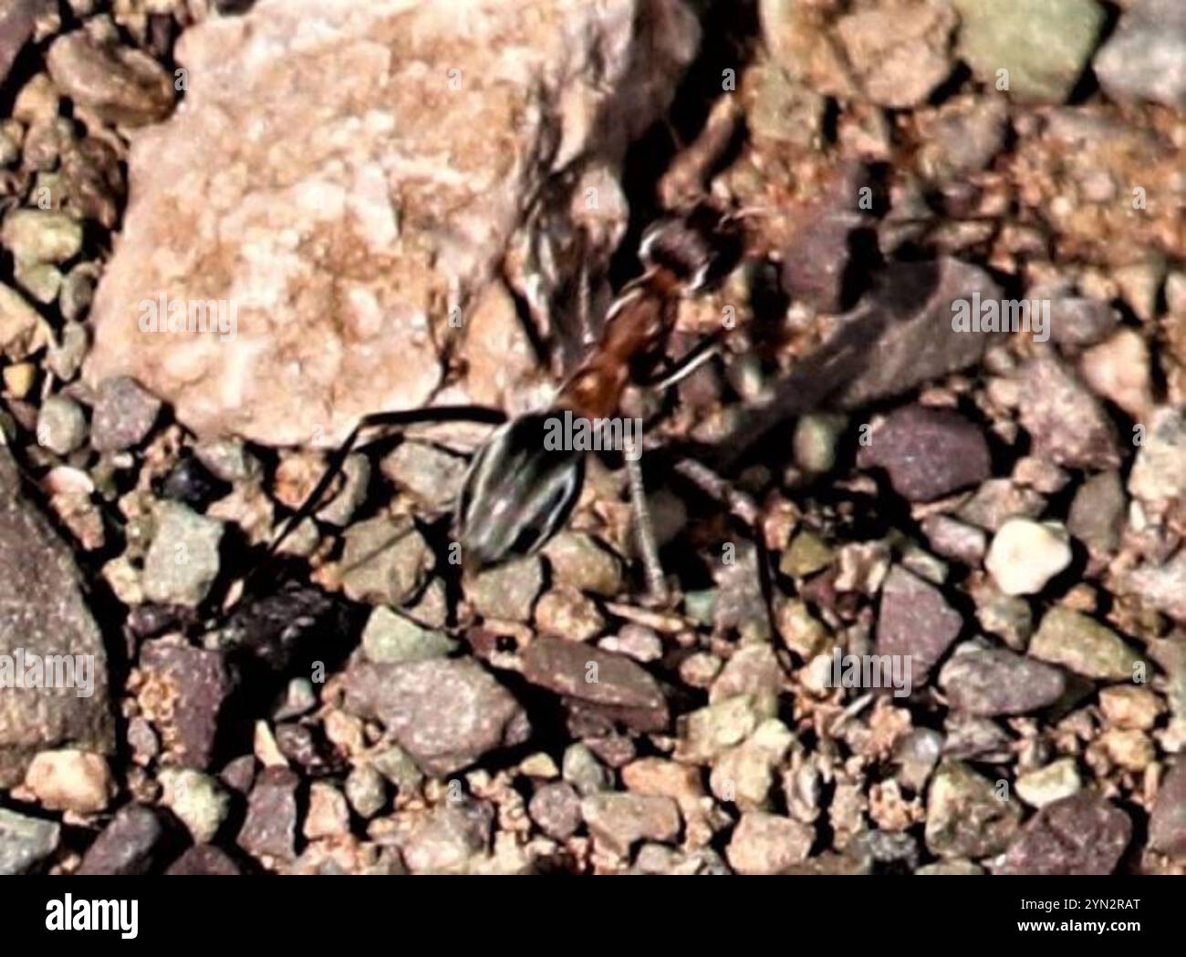 Large Pugnacious Ant (Anoplolepis custodiens Stock Photo - Alamy