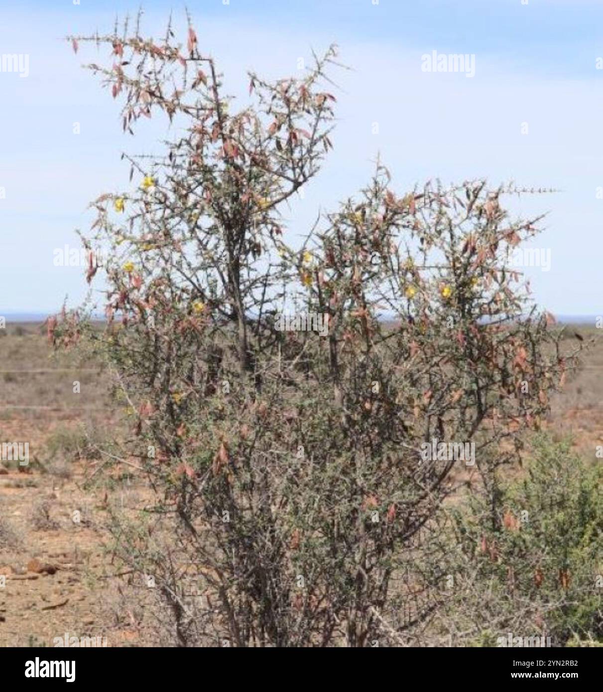 Karoo gold hi-res stock photography and images - Alamy