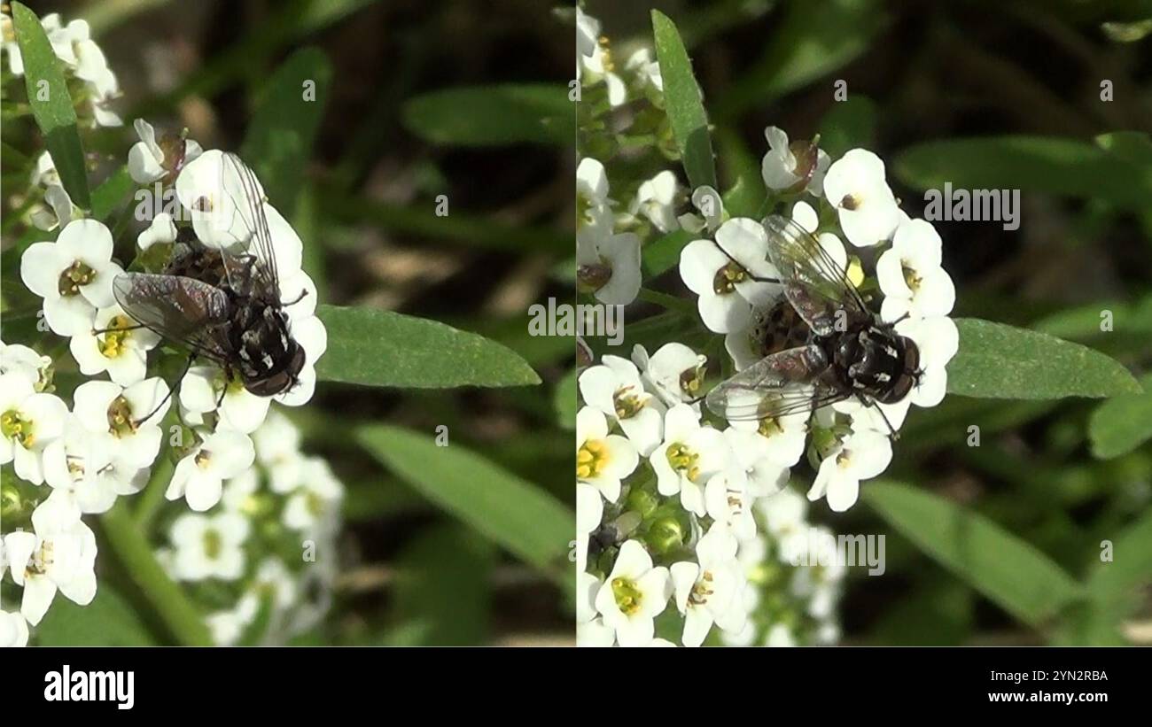 House Flies and Allies (Muscidae Stock Photo - Alamy