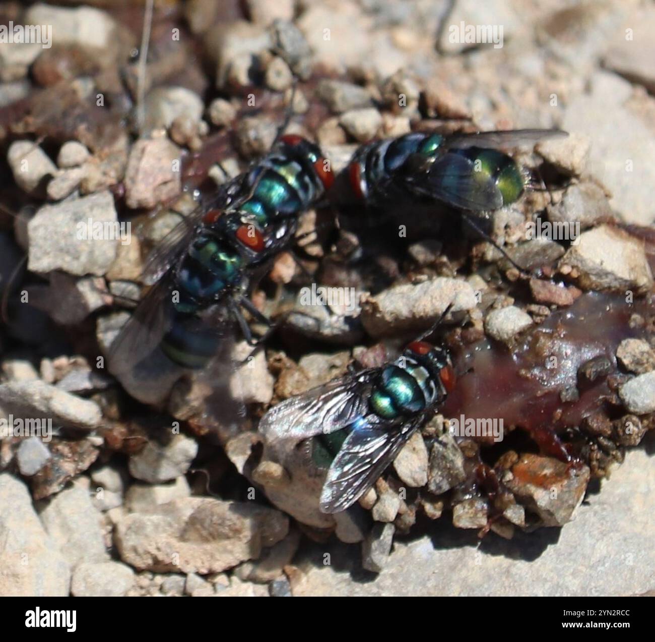 Copper-tailed Blowfly (Chrysomya chloropyga Stock Photo - Alamy