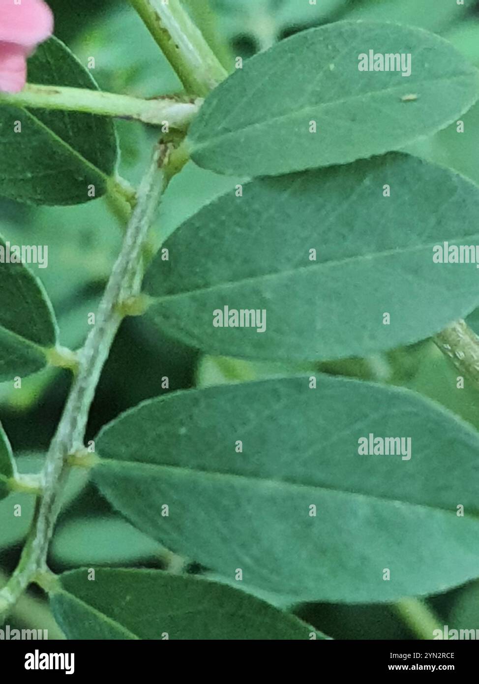 Creeping Indigo (Indigofera spicata Stock Photo - Alamy