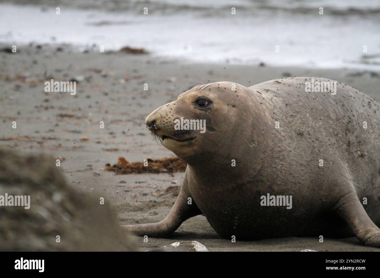 Northern Elephant Seal (Mirounga angustirostris Stock Photo - Alamy