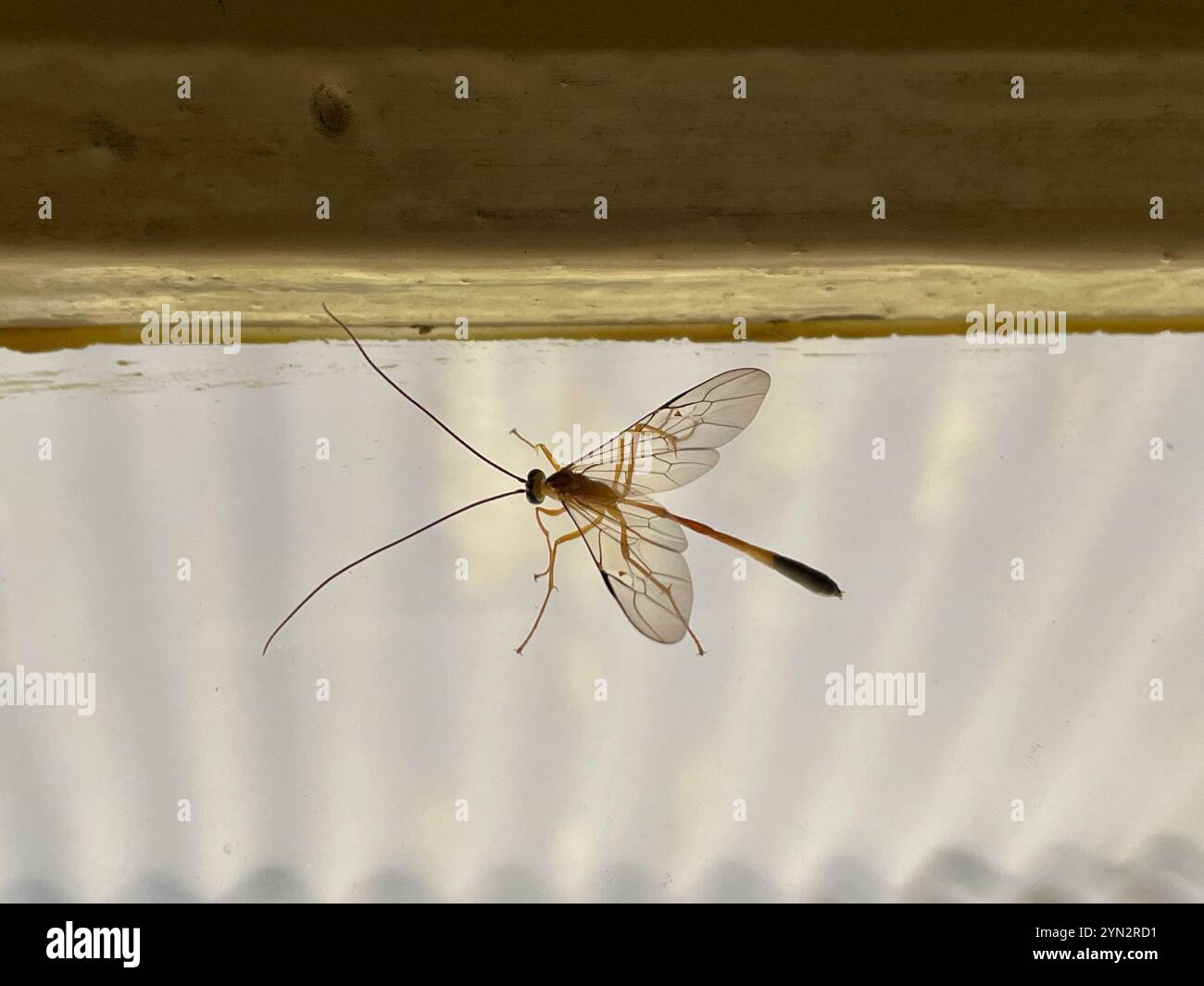 Short-tailed Ichneumonid Wasps (Ophioninae Stock Photo - Alamy