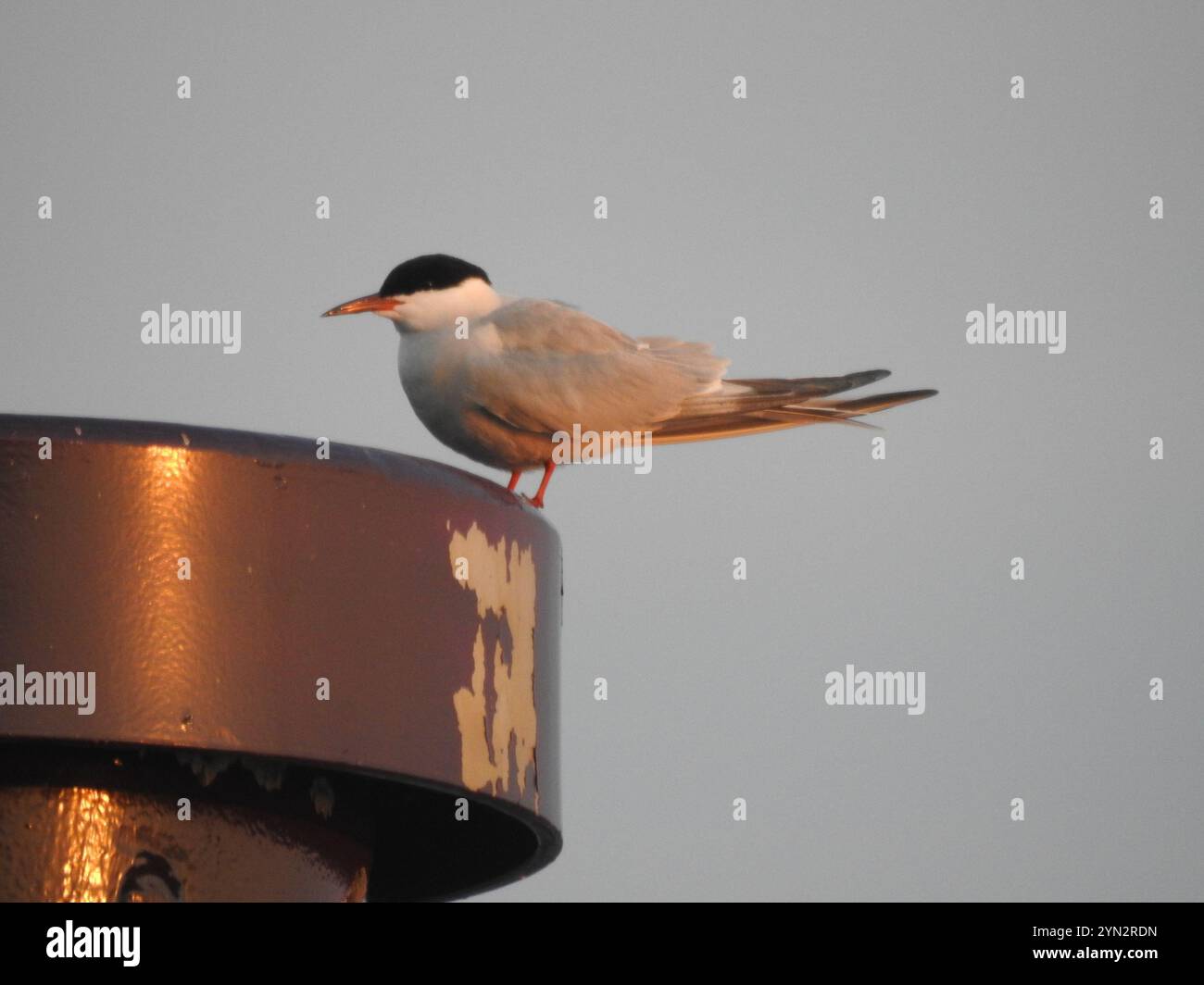 Common Tern (Sterna hirundo Stock Photo - Alamy