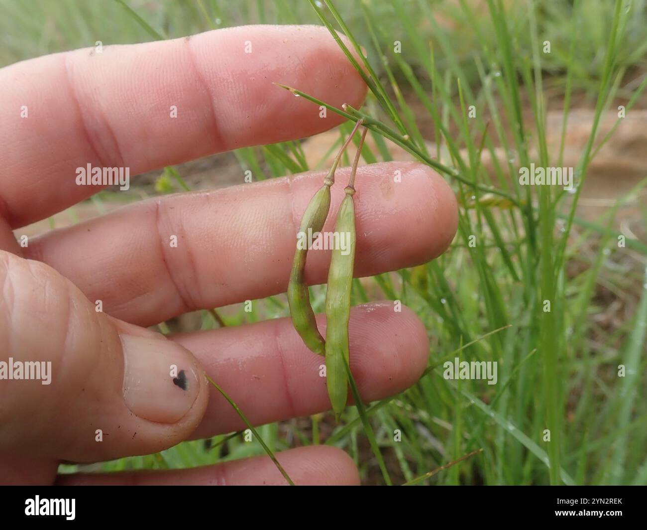 Heliophila rigidiuscula hi-res stock photography and images - Alamy