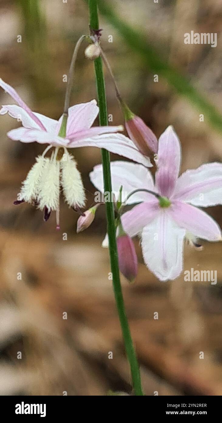 Milleflorum hi-res stock photography and images - Alamy
