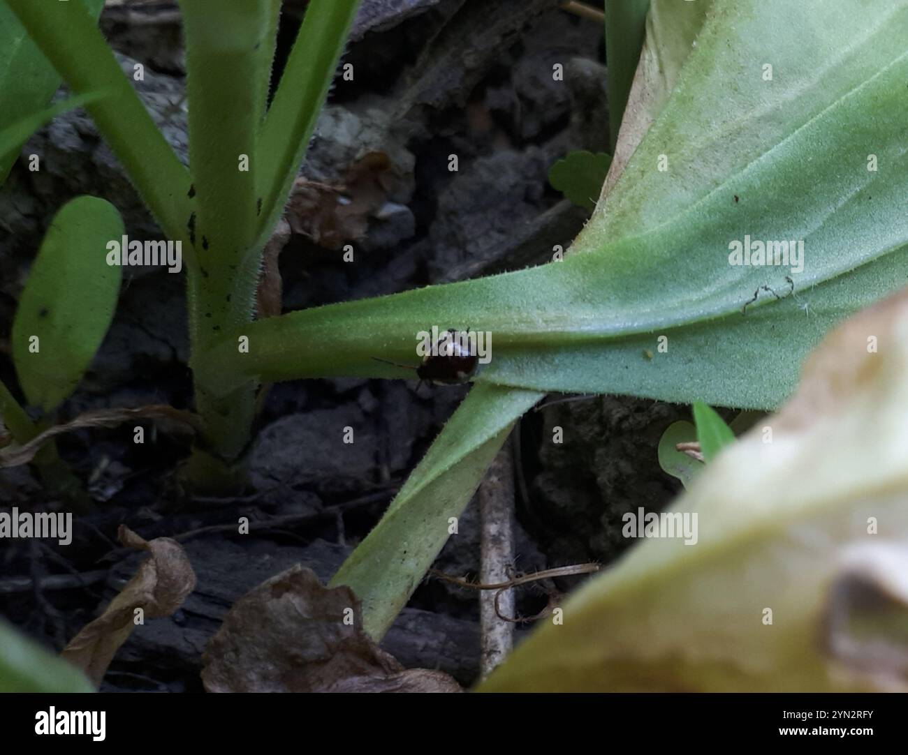 Brown soldier bug (Cermatulus nasalis Stock Photo - Alamy