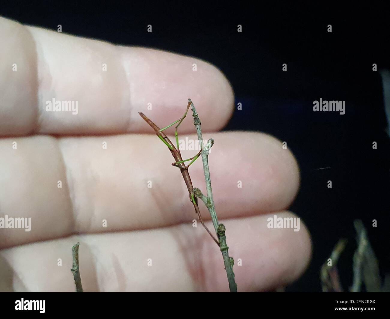 Stick Insects (Phasmida Stock Photo - Alamy