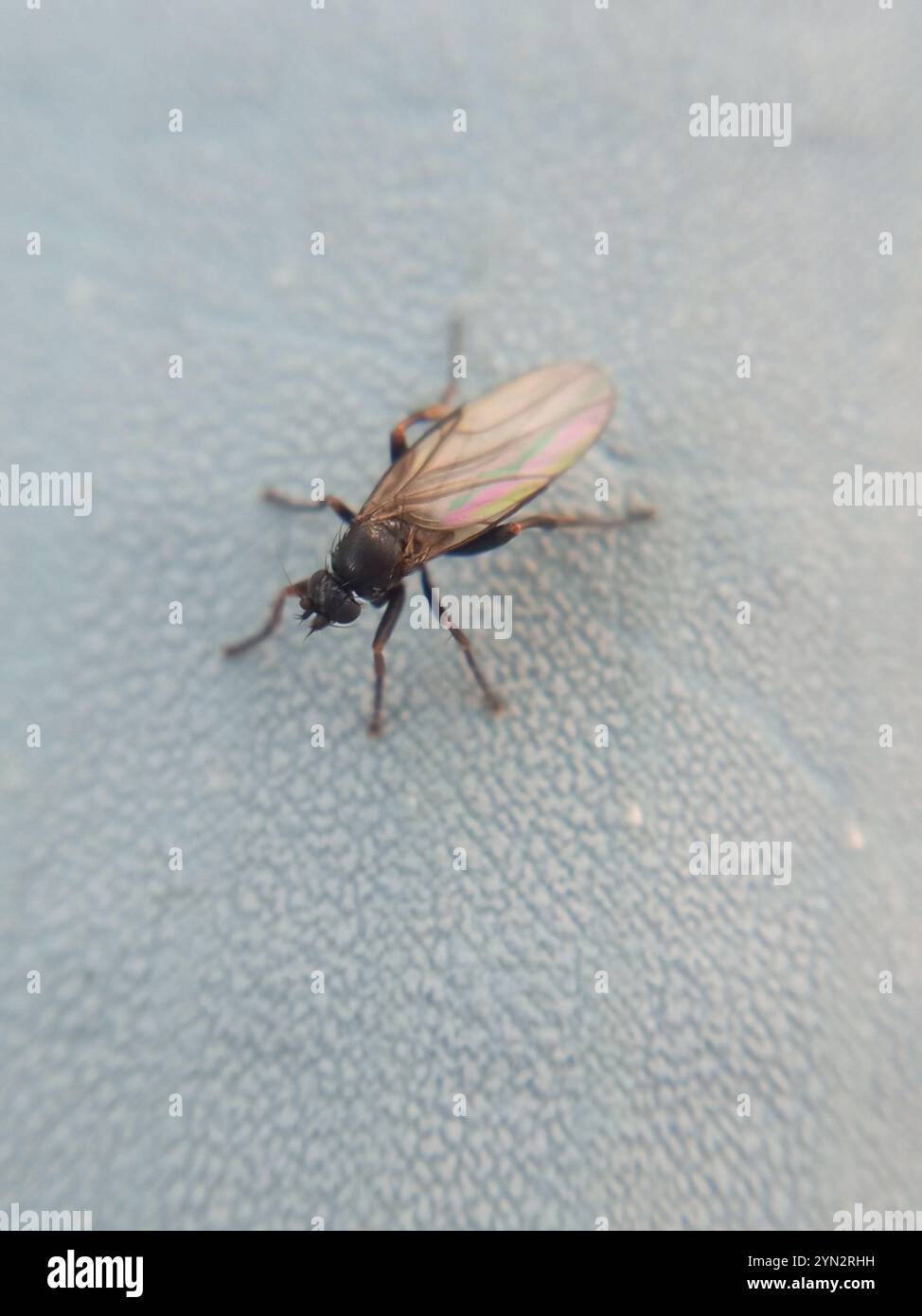 Cyclorrhaphan Flies (Cyclorrhapha Stock Photo - Alamy