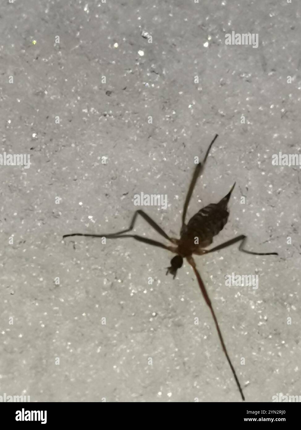 Snow Flies (Chionea Stock Photo - Alamy