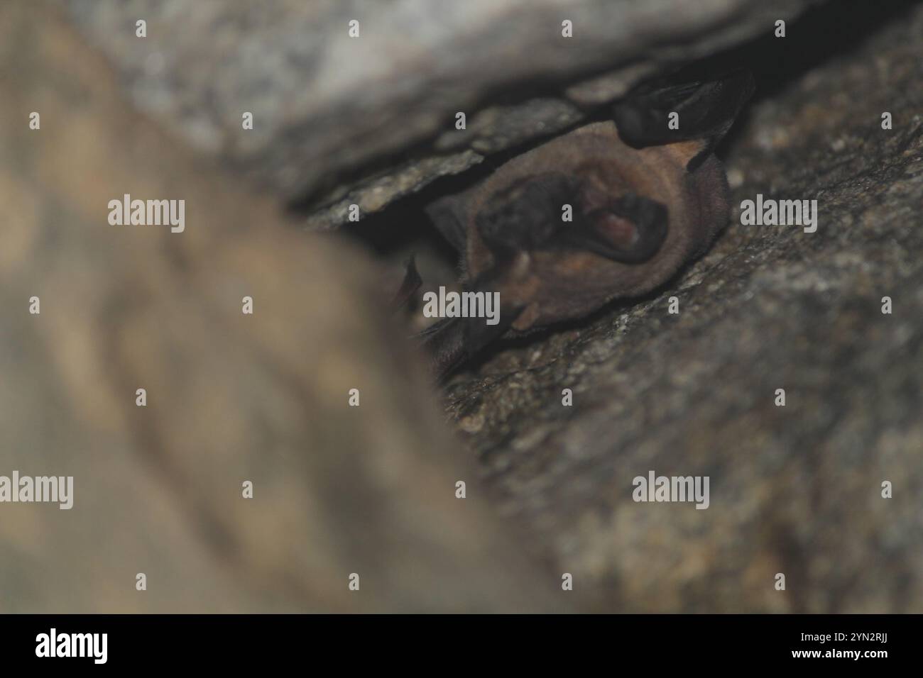 Egyptian Free-tailed Bat (Tadarida aegyptiaca Stock Photo - Alamy